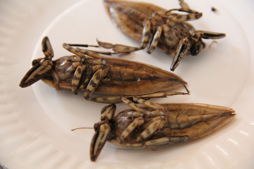 A Bug’s Life (in My Digestive Tract) | The College Voice