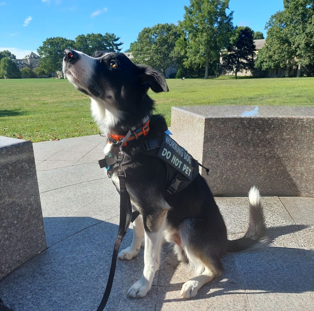 Beau Prevents Fowl Play on Campus | The College Voice